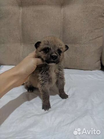 Западно сибирская лайка 1 месяц