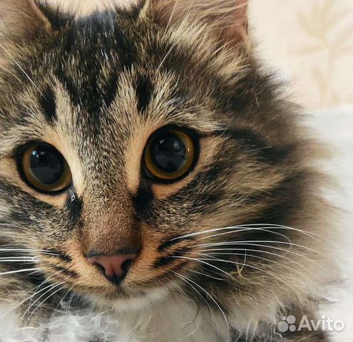 Котенок по имени Игорёк, 6 месяцев