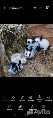 Кролята 1,5 мес