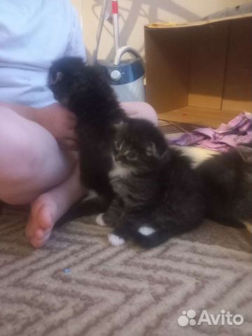 Кошка, котята вислаухие, милые, веселые игривые