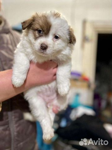 Щенки из приюта в добрые руки