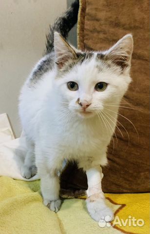 Беленький котенок