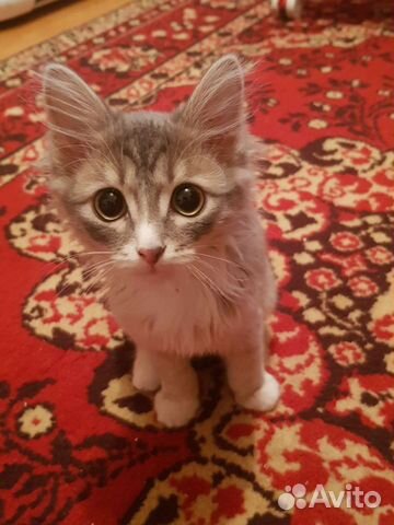 Котенок.Отдам бесплатно