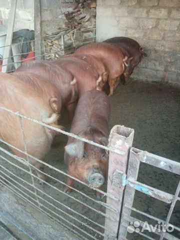 Свиньи домашние