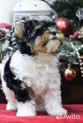 Шикарный мальчик бивера