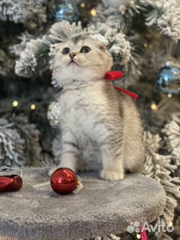 Шотладская вислоухая девочка 4 месяца