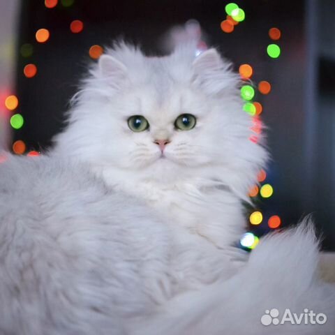 Британская шиншилла