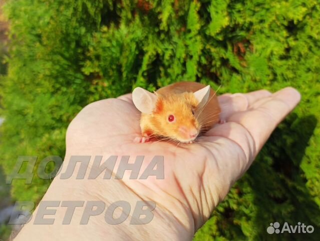 Золотистые мышки