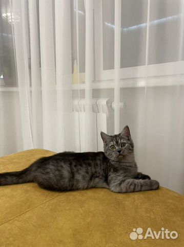 Шотландская кошка с вет паспортом и документами