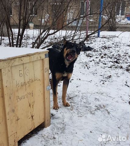 Собачка ищет хозяина