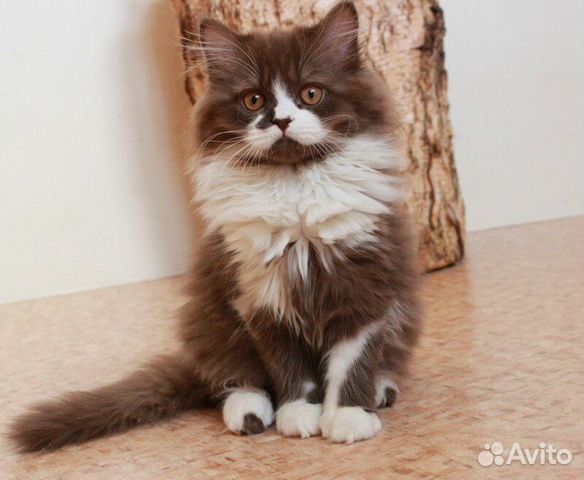 Малыши хайленд страйт