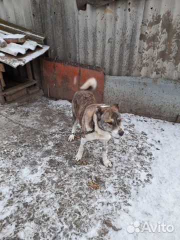 Кавказский волкодав