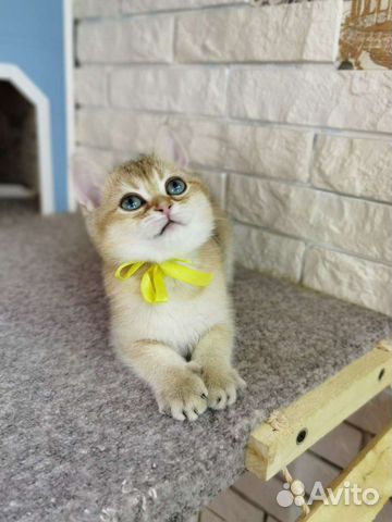 Чудный британский мальчиш