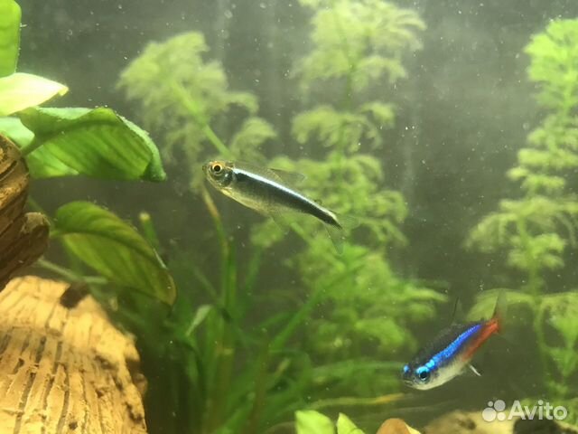 Черный неон