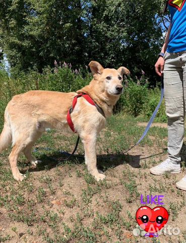 Собака в добрые руки