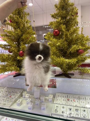 Померанский шпиц редкого окраса
