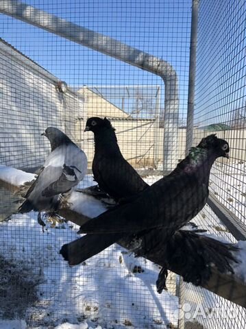 Продаются голуби