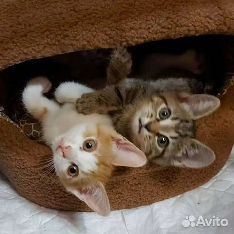 Кошки в добрые руки бесплатно
