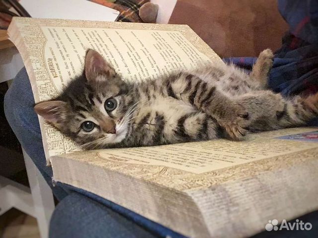 Котик 2 м