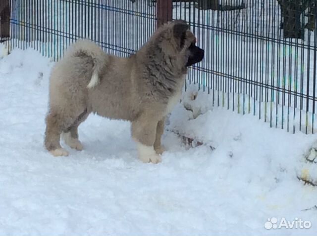 Американская акита щенки