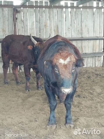 Быки на мясо