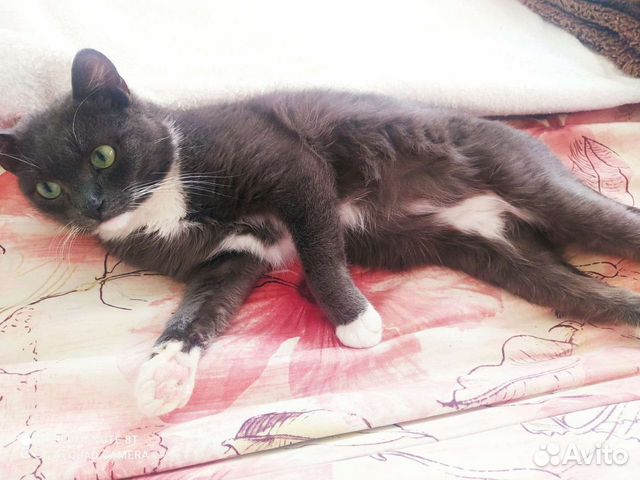 Котенок подросток в поиске семьи и дома
