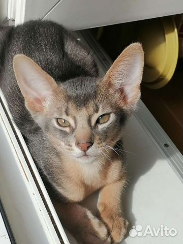 Абиссинские котята
