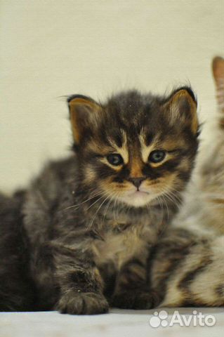 Курильский бобтейл