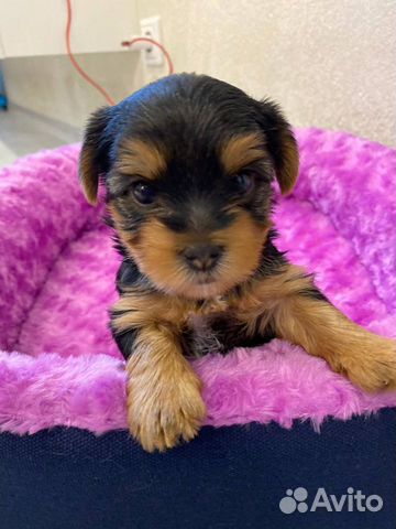 Йоркширский терьер щенки