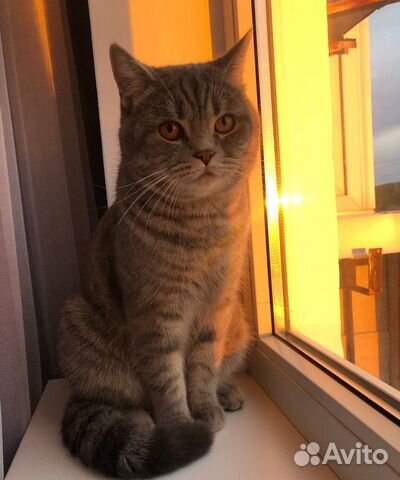 Шотландский котик на первую вязку