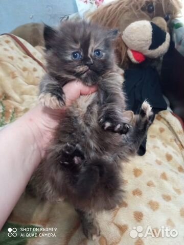 Кошечка персидская