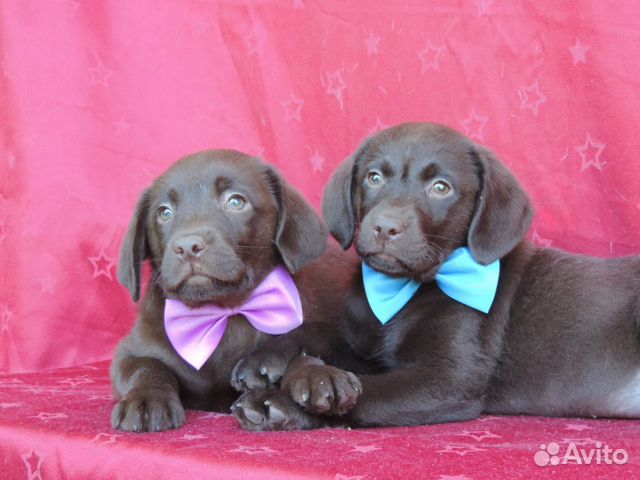 Лабрадор ретривер в Санкт Петербурге
