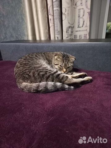 Шотландская вислоухая кошечка