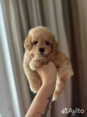 Новогодняя снегурочка мальтипу