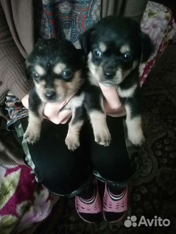 Собаки бесплатно в добрые руки щенки