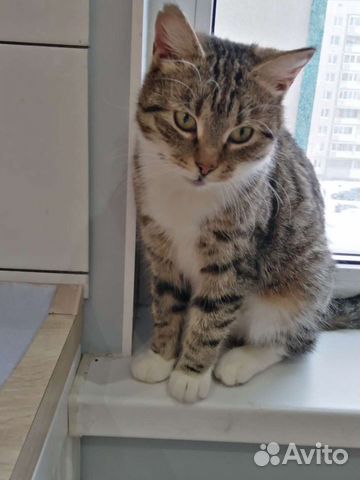 Кошка в дар