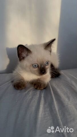 Тайский котенок