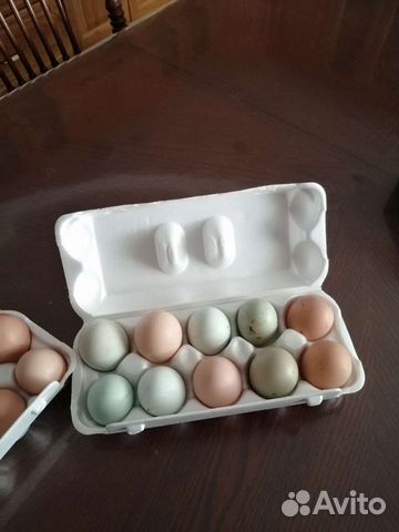 Инкубационное яйцо курей