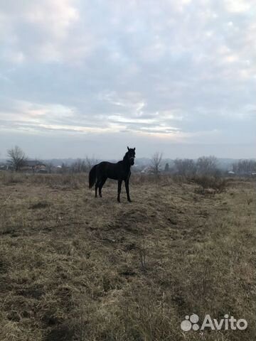 Лошадь жеребец