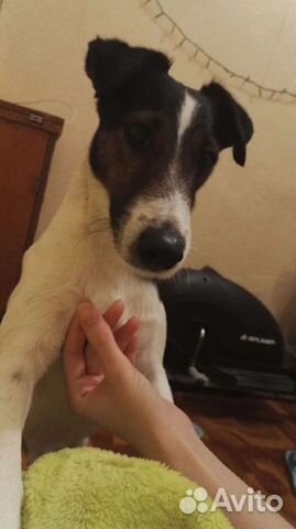 Потерялась собака