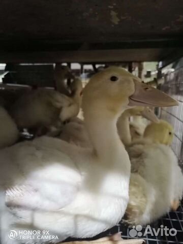 Утка мясная