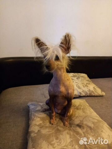 Отдам Китайскую Хохлатую