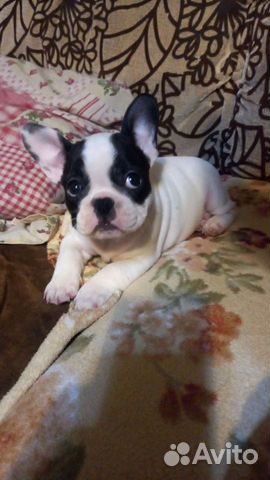 Французский бульдог