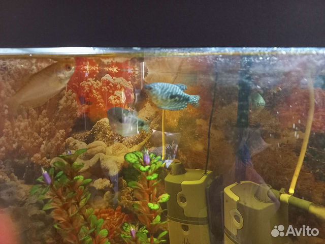 Аквариумные рыбки бесплатно