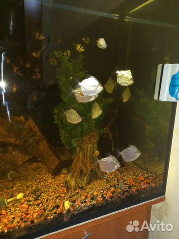 Аквариумные рыбки