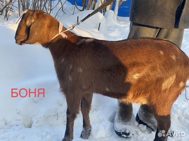 Англо нубийские козы