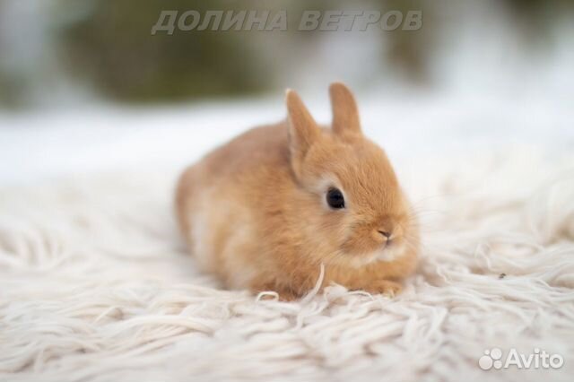 Мальчик минор олений, вес 250 граммов на сегодня