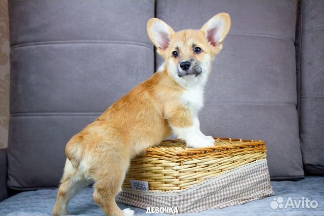 Лучшие Малышки Вельш Корги Пемброк