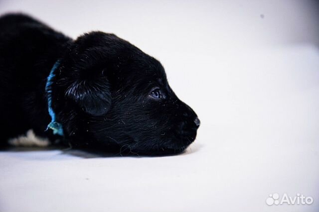 Четырехлапое чудо