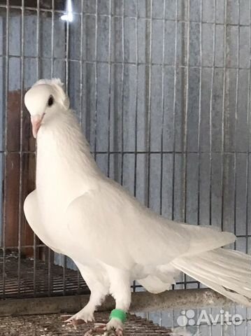 Бакинские Широкохвостые